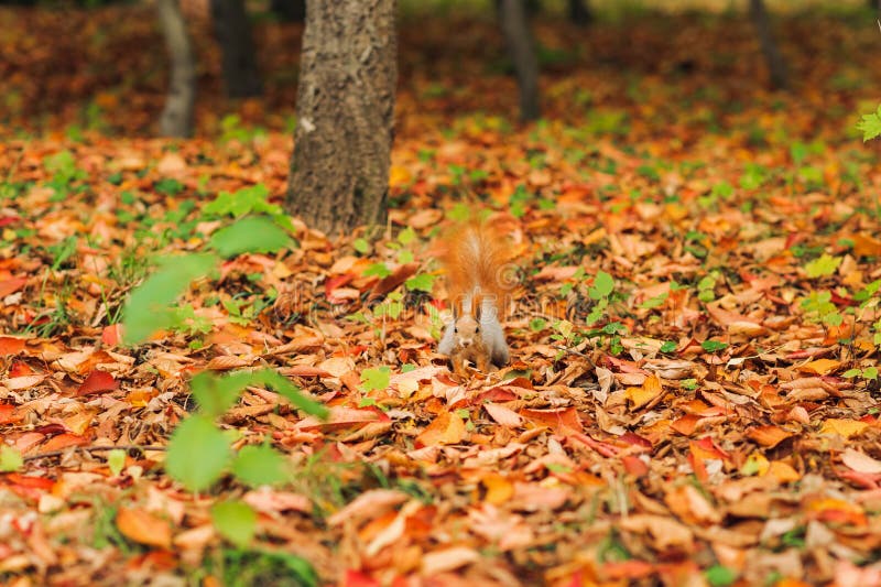 Small Curious Squirrel on a Fall Autumn Leaves Stock Photo - Image of ...