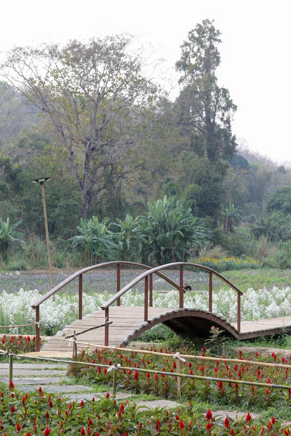 Curved Bridge Accents Wetland Garden Stock Image - Image of stream ...