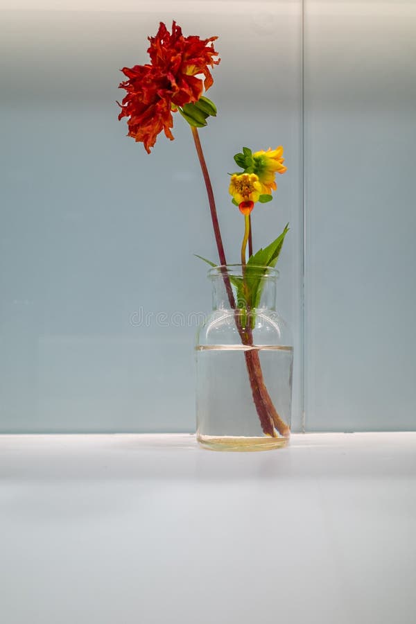 Small Cut Flowers Stand in a Glass Vase Stock Image - Image of isolated ...