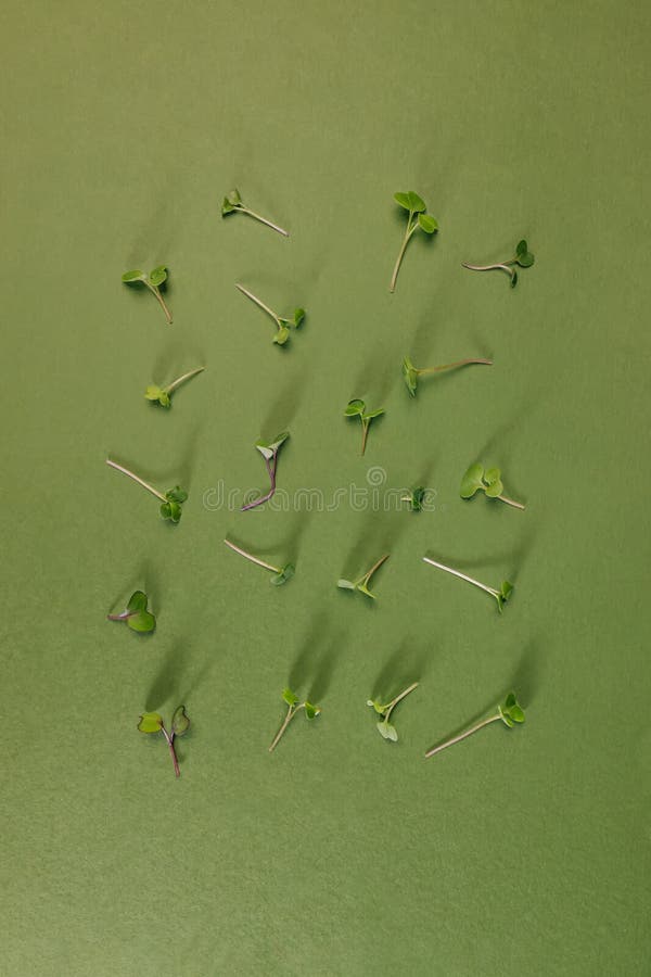 Small Cut Microgreen on Green Background, Top View Stock Image - Image ...
