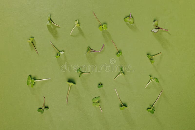 Small Cut Microgreen on Green Background, Top View Stock Photo - Image ...