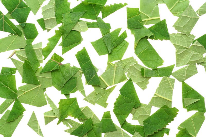 Small cut slices of leaves stock photo. Image of decorative - 15675012