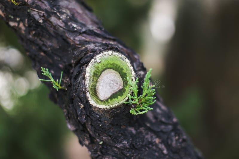 A Small Cut on the Tree Trunk with Beautiful Green Leaves. Stock Photo ...