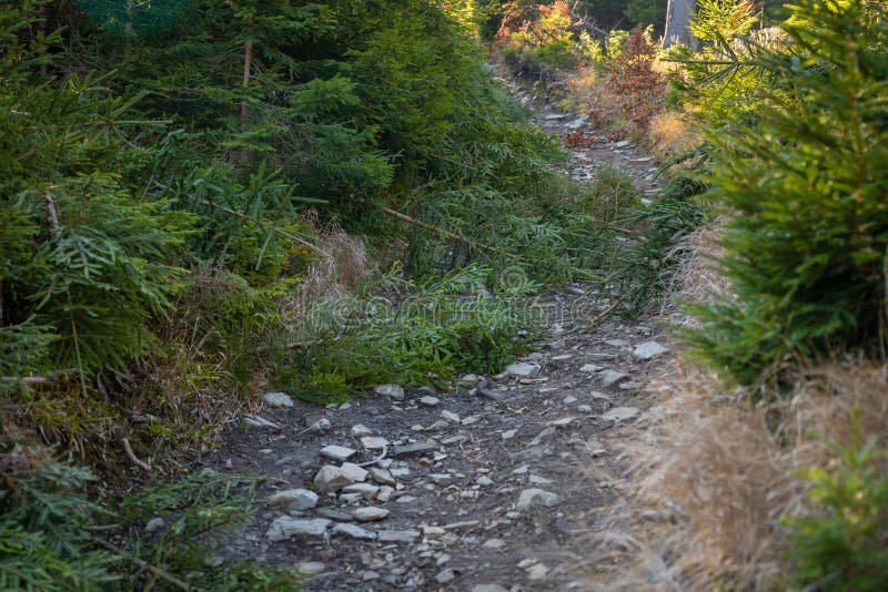Small, Cut Trees Lie on the Hiking Trail Stock Image - Image of trees ...