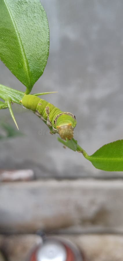 Small, Cute, Adorable and Green before Becoming a Butterfly Stock Photo ...