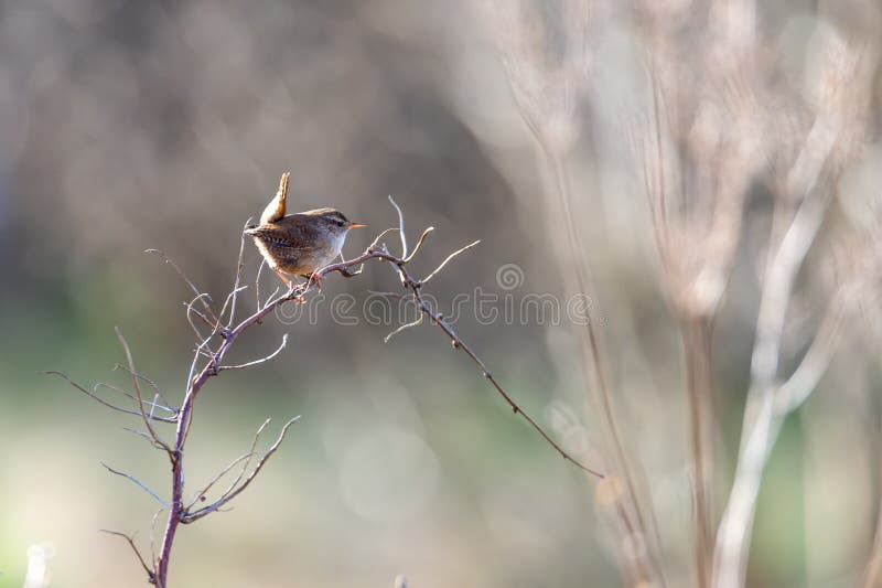 Small Cute Bird Sitting on the Branch of a Tree Stock Photo - Image of ...