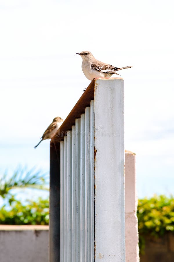 Cute Bird on an Old Metal Rail Stock Photo - Image of closeup, stands ...