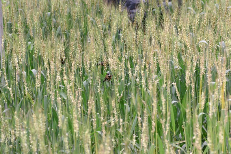A Small Cute Birds are Common in Rice Paddy Fields Stock Photo - Image ...
