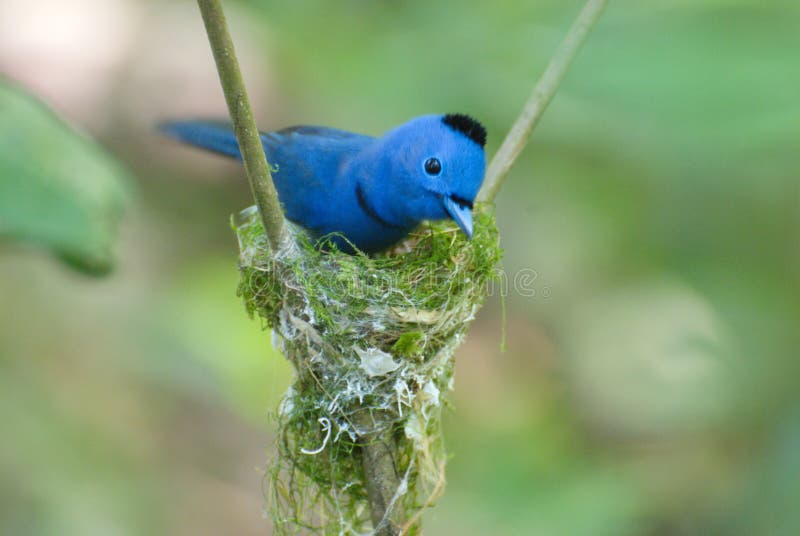 Small cute blue bird stock image. Image of bird, blue - 237516887