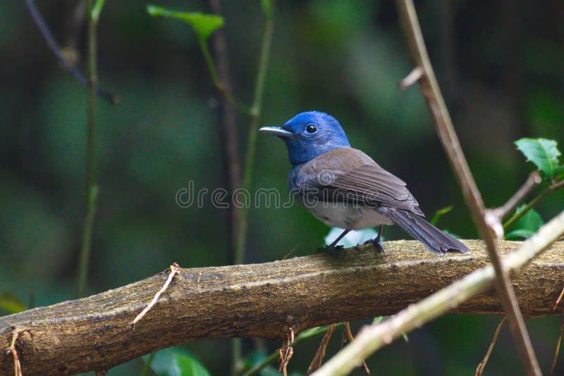 Small cute blue bird stock image. Image of jungle, feeding - 237516785