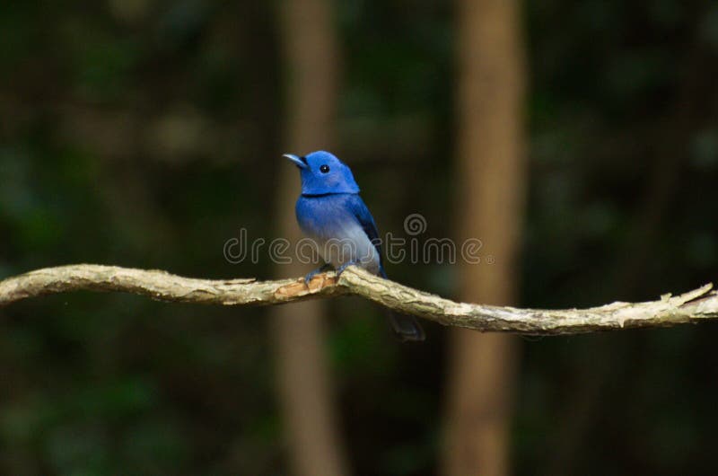 Small cute blue bird stock image. Image of chicks, black - 237516837