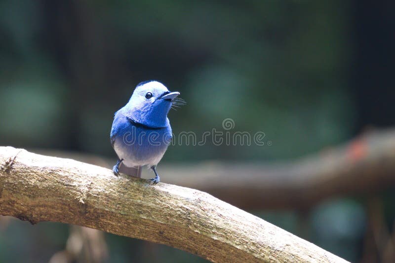 Small cute blue bird stock image. Image of jungle, chicks - 237516849