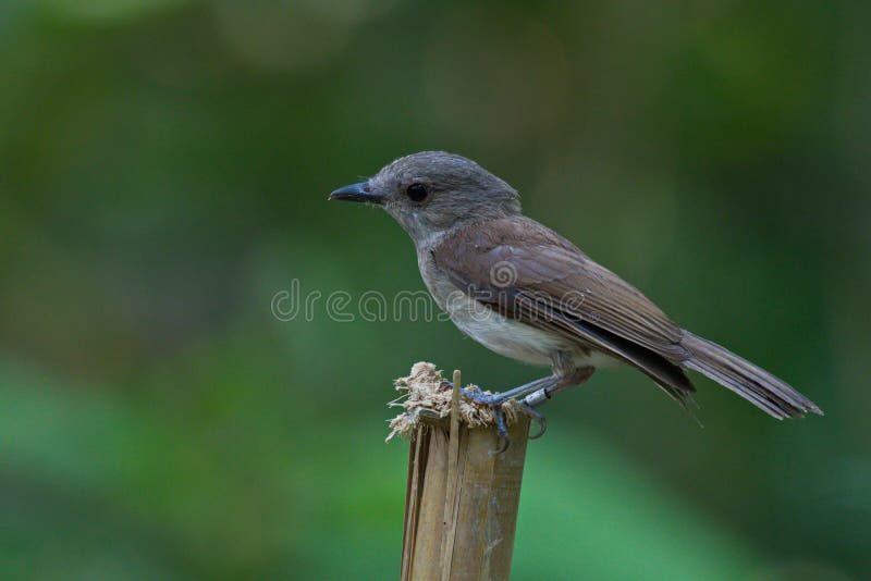 Small cute blue bird stock image. Image of asia, chicks - 237516909