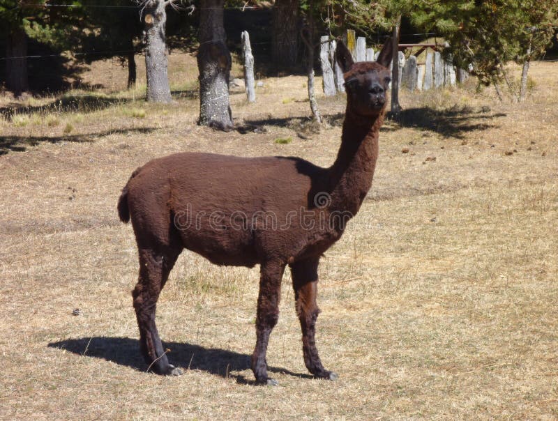 Spotted Lama Stock Photos - Free & Royalty-Free Stock Photos from ...