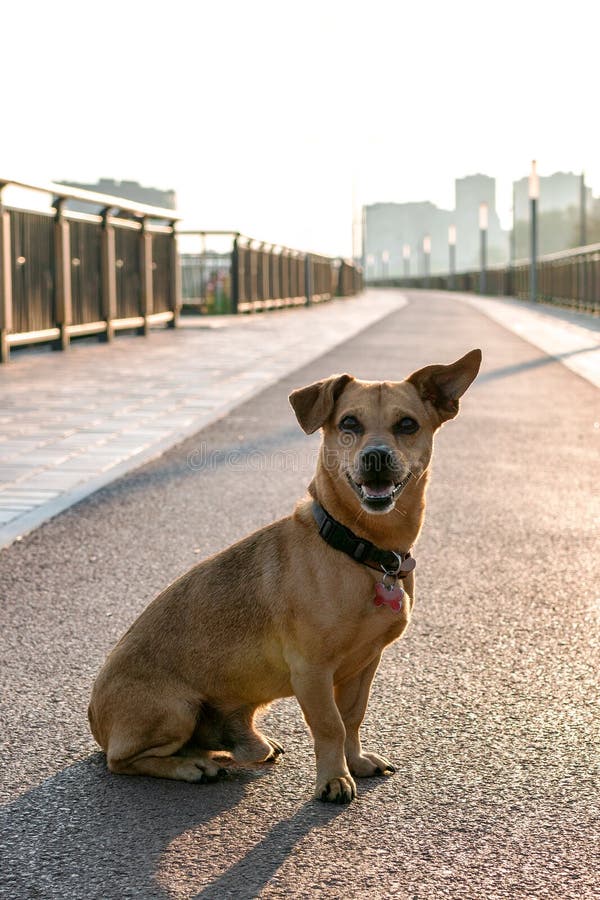 Small Cute Brown Dog is Sitting on Empty Street Stock Photo - Image of ...