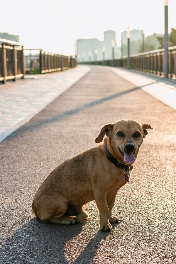 Small Cute Brown Dog is Sitting on Empty Street Stock Photo - Image of ...