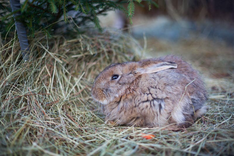 Small cute brown rabbit stock image. Image of fauna, brown - 44376399