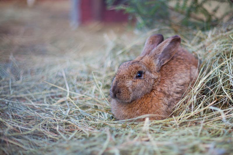 Small cute brown rabbit 2 stock photo. Image of garden - 44376426