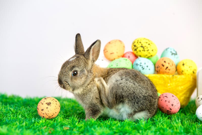 Small Cute Bunny with Easter Eggs Stock Image - Image of yellow, basket ...