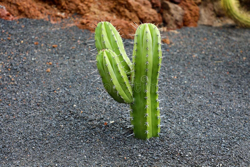 Small Cute Cactus with Black Ground in Lanzarote, Spain Stock Image ...