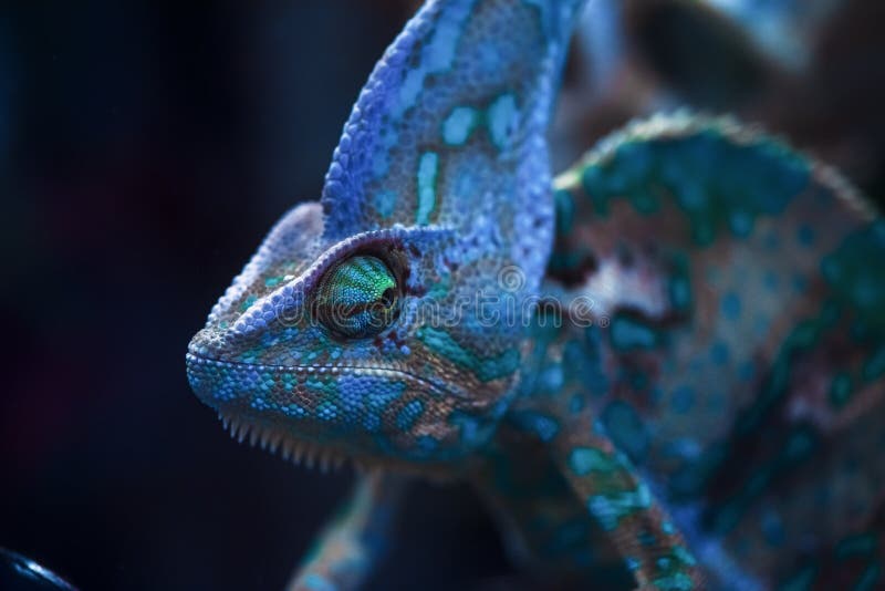 Small cute chameleon stock photo. Image of disguise - 259902910