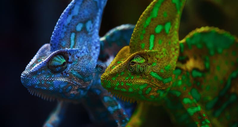 Small cute chameleons stock image. Image of lizard, blue - 259902935