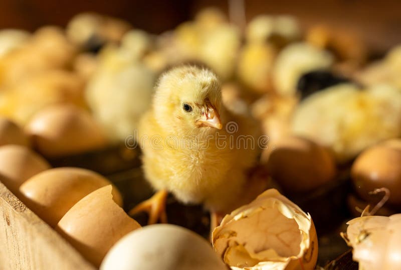 Small Cute Chick Just Hatched in Incubator Stock Photo - Image of baby ...