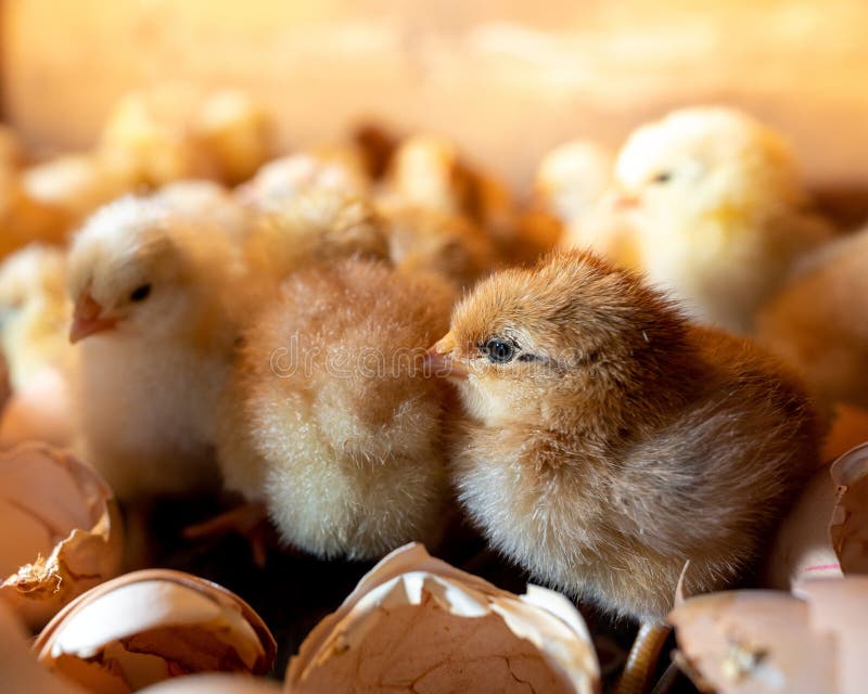 Small Cute Chicks Just Hatched in Incubator Stock Image - Image of ...