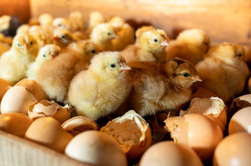 Small Cute Chicks Just Hatched in Incubator Stock Image - Image of cute ...