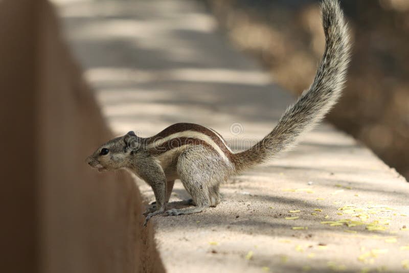 Small Cute Chipmunk on a Stone Surface in the Park Stock Image - Image ...