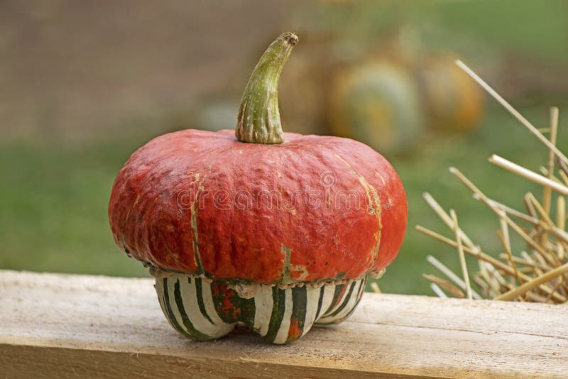 Small Cute Decorative Pumpkin Stock Photo - Image of organic, garden ...