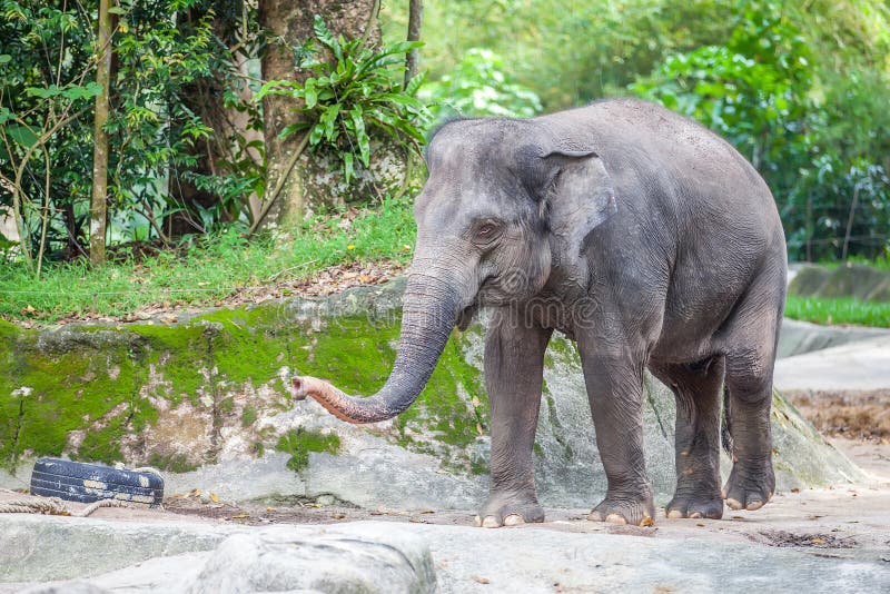 Small cute elephant stock photo. Image of grass, park - 119816650