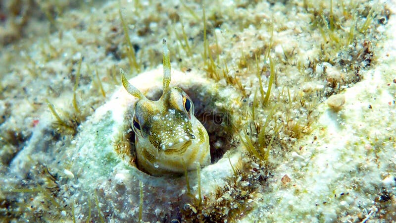 Small Cute Fish Hides in Hole. Red Sea, Eilat, Israel Stock Image ...