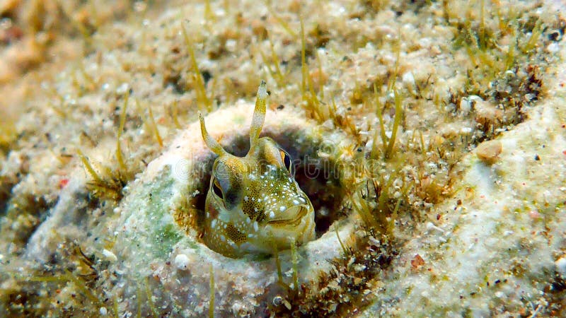 Small Cute Fish Hides in Hole. Red Sea, Eilat, Israel Stock Photo ...