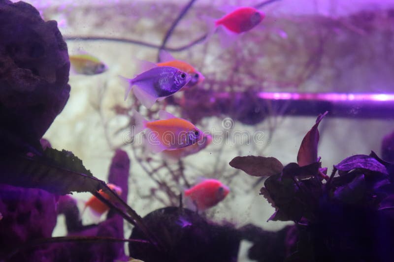 Small Cute Fish Swimming in the Fish Tank Stock Photo - Image of coral ...