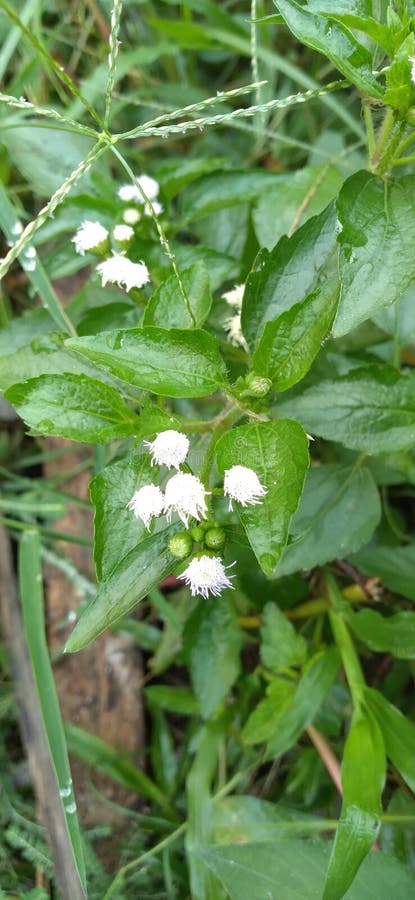 Flower Ebak Stock Photos - Free & Royalty-Free Stock Photos from Dreamstime