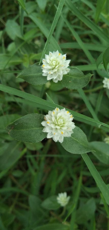 Small Cute Flower White Colour Stock Image - Image of produce, blossom ...