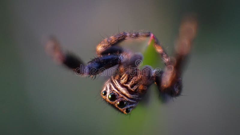 Small and Cute Beautiful Friendly Spider with Big Eyes Stock Photo ...
