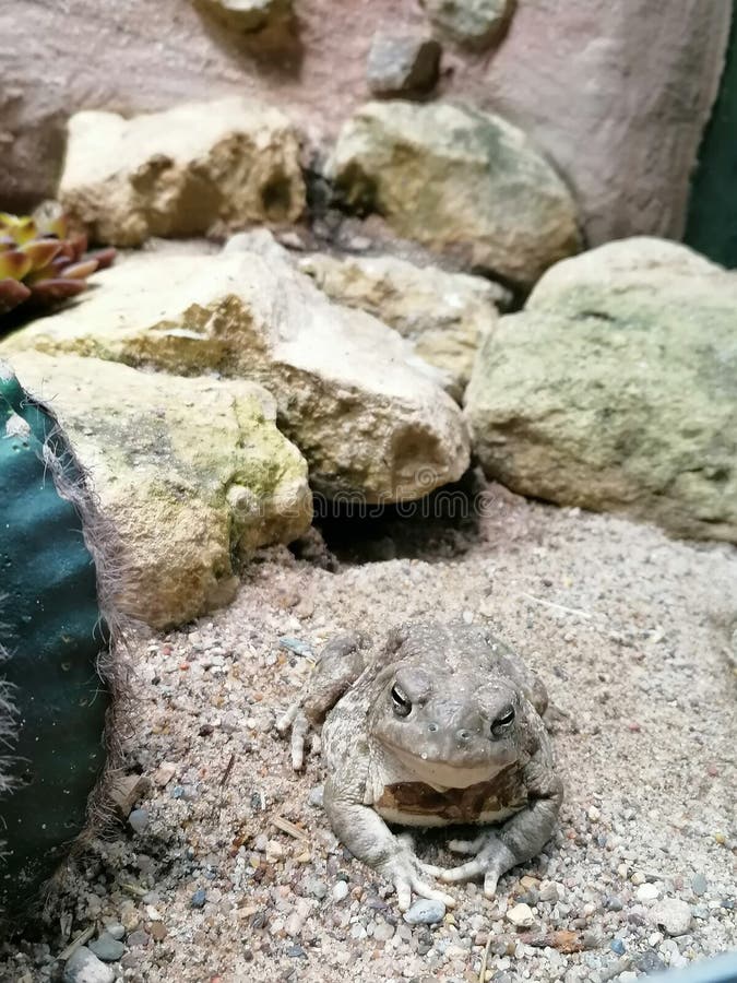 Small, cute Frog stock photo. Image of wildlife, nature - 215332764