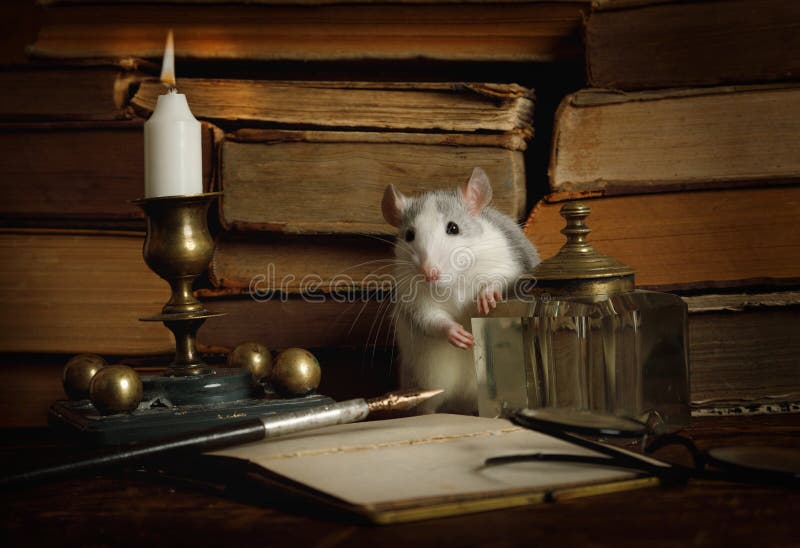 Small Cute Gray Rat Crawls between Old Books on the Table Stock Photo ...