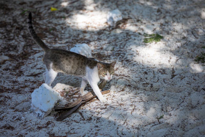 Small Cute Kitten in the Backlight, in the Rays of the Bright Sun ...