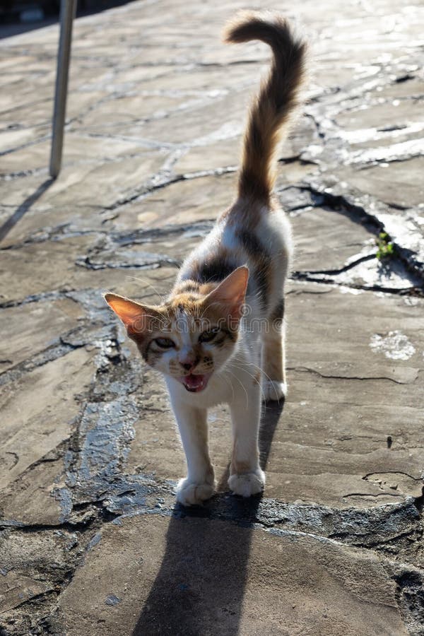 Small Cute Kitten in the Backlight, in the Rays of the Bright Sun ...