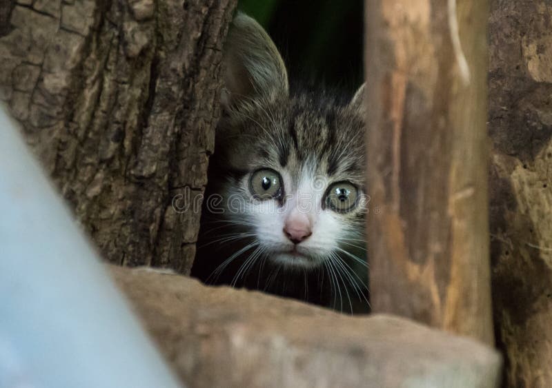 Scared kitten hiding stock image. Image of curious, leaves - 20327711