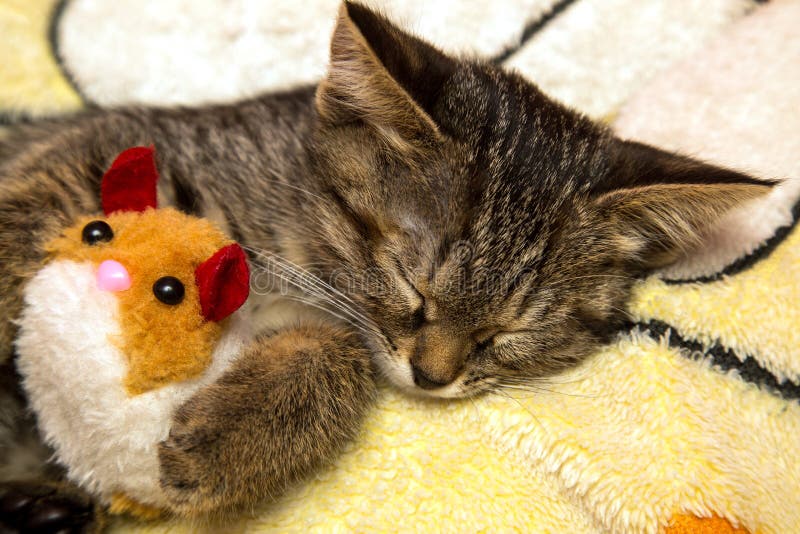 Small Cute Kitten Sleeps Hugging Plush Toy Stock Image - Image of nice ...