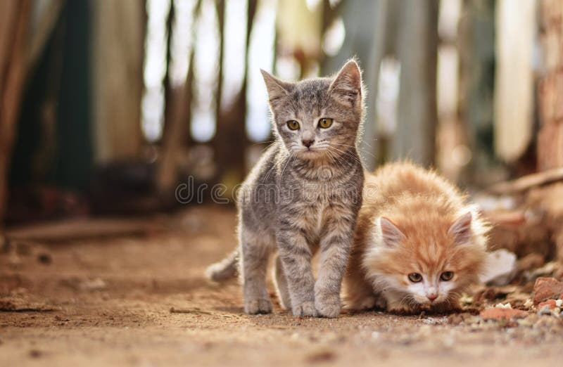 Small Cute Kittens Curiously Exploring Stock Photo - Image of nose ...