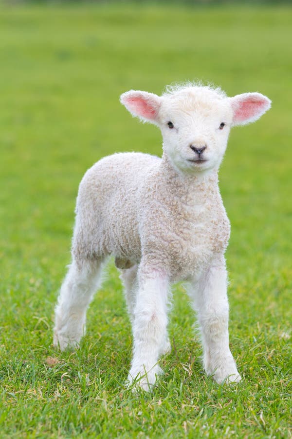 11,696 Cute Baby Lamb Stock Photos - Free & Royalty-Free Stock Photos ...