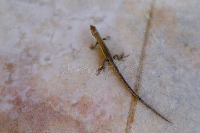 Small Cute Lizard on a Stone Floor Close Up View Stock Photo - Image of ...
