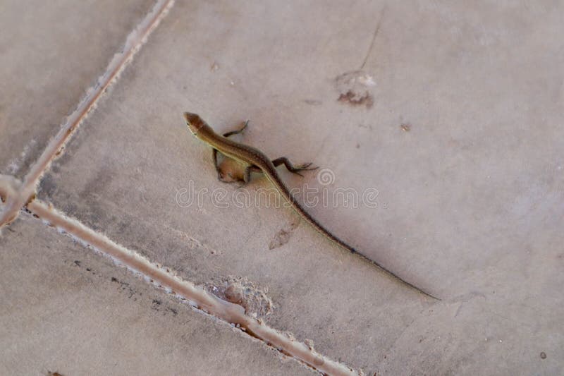 Small Cute Lizard on a Stone Floor Close Up View Stock Image - Image of ...