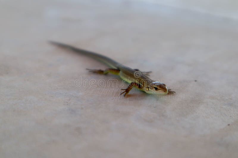 Small Cute Lizard on a Stone Floor Close Up View Stock Photo - Image of ...