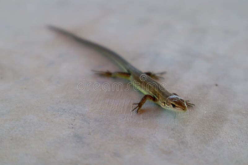Small Cute Lizard on a Stone Floor Close Up View Stock Image - Image of ...